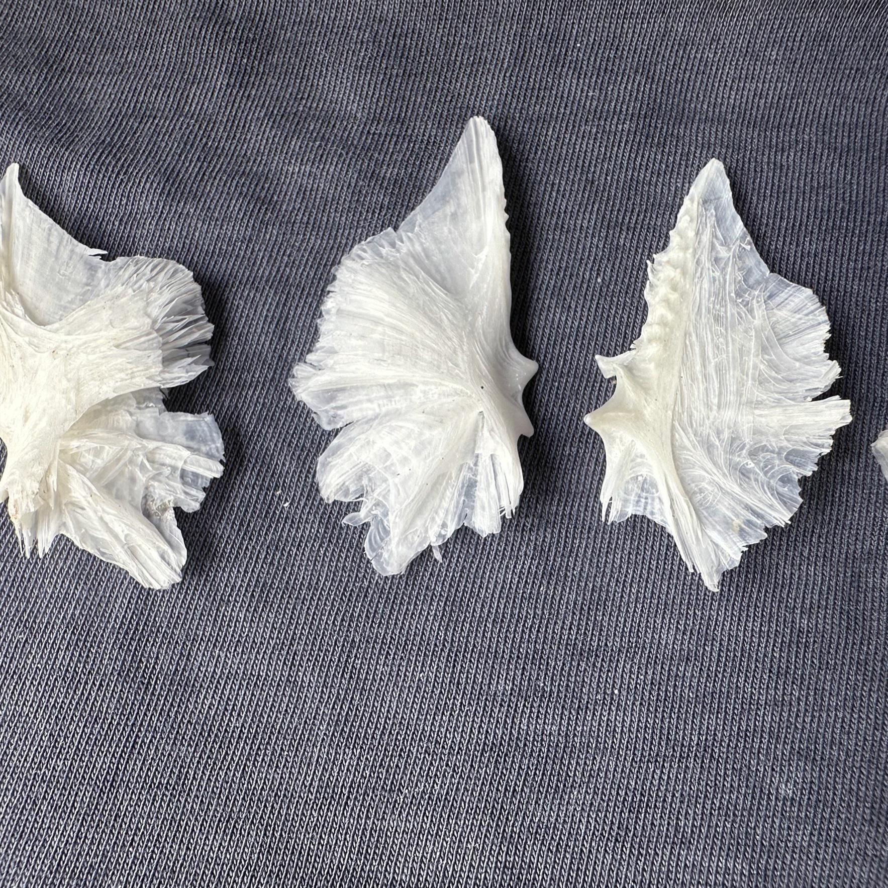 2 to 8 Deep Sea Fish Bones of Specific Shapes, Bone Handicrafts, Bone ...