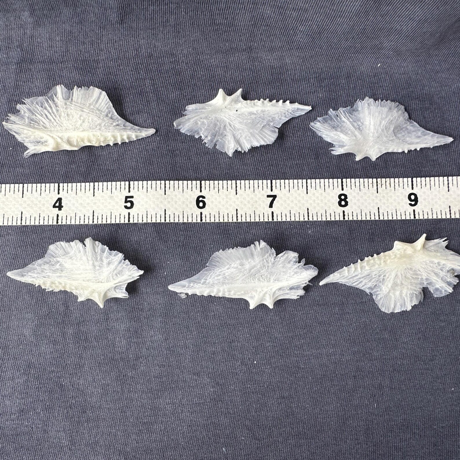 2 to 8 Deep Sea Fish Bones of Specific Shapes, Bone Handicrafts, Bone ...