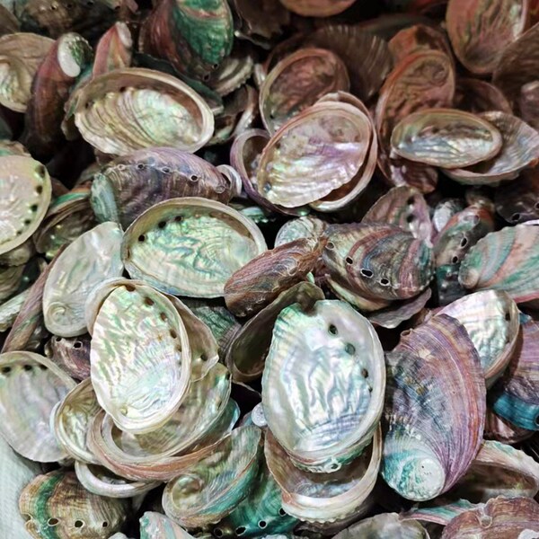 Abalone - Etsy