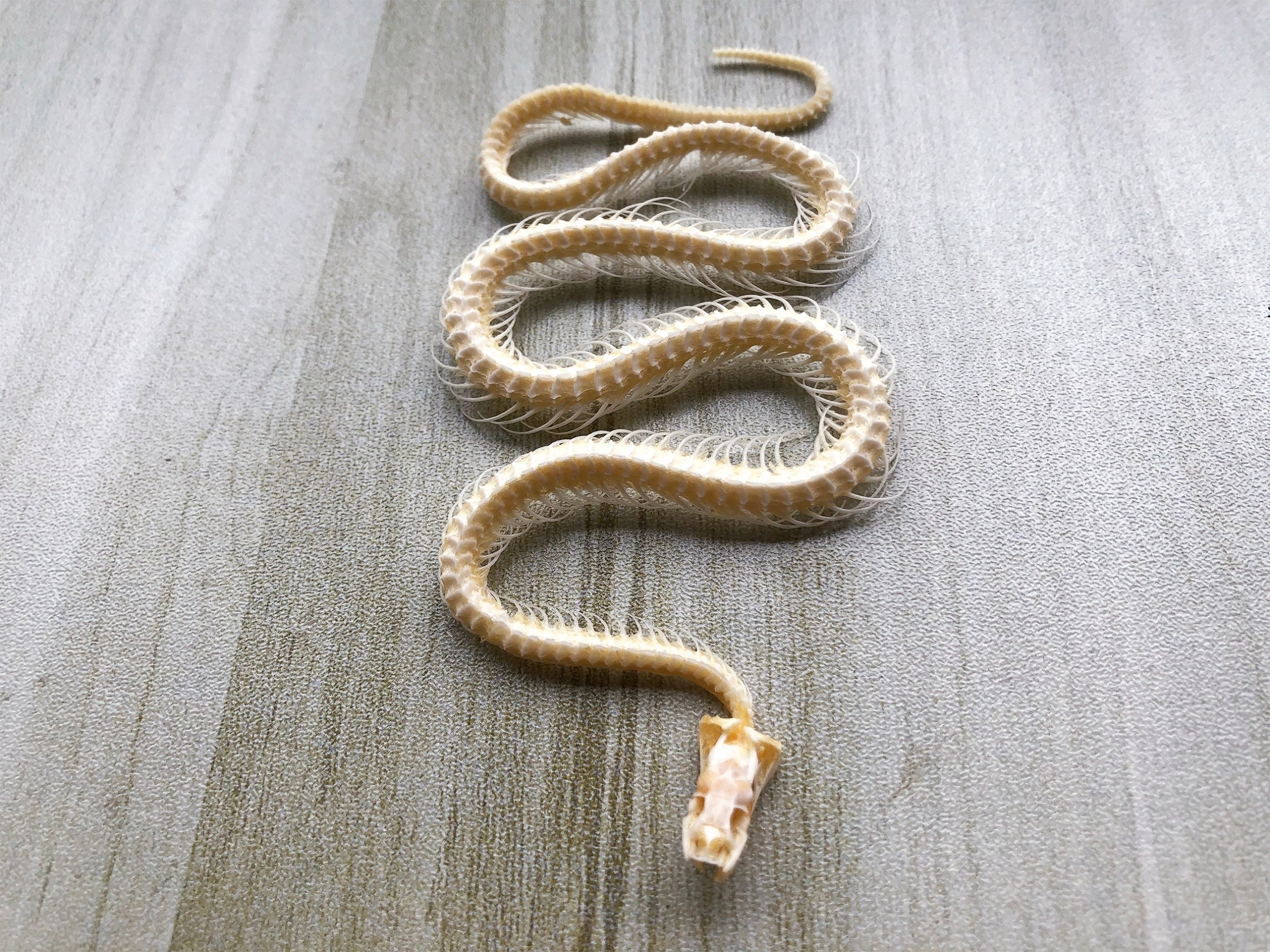 BEST Price Guaranteed Time Limit Of 50 Discount Real Snake Skeleton