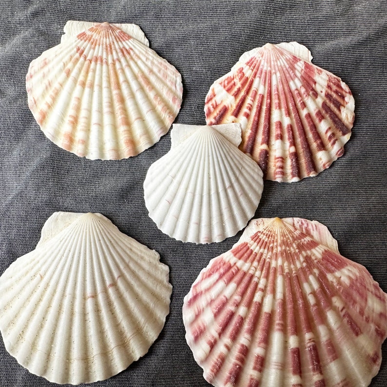 Natural Striped Scallop Shells (2-3"): Beach Wedding Boho Decor - Etsy ...