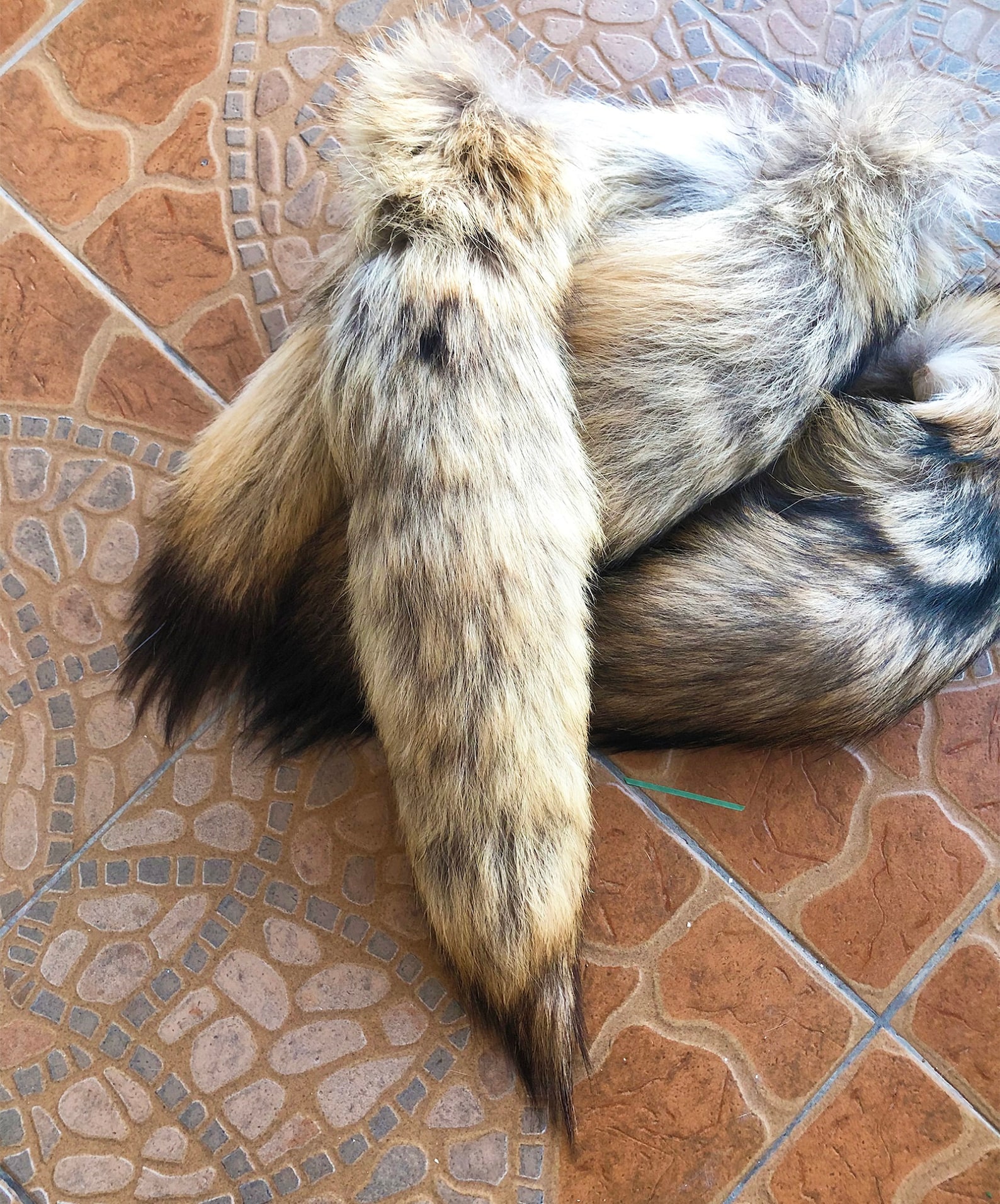 Large Plump Coyote Tails Select 14-18 Soft Fur Silky - Etsy Canada