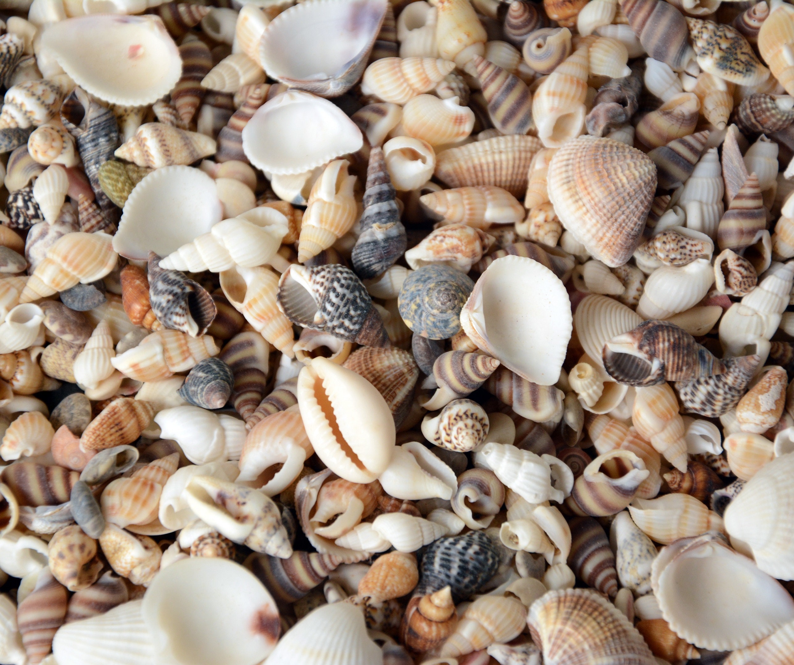 200 Mixed Natural Small Seashells 1/31/2 . Shell - Etsy Australia