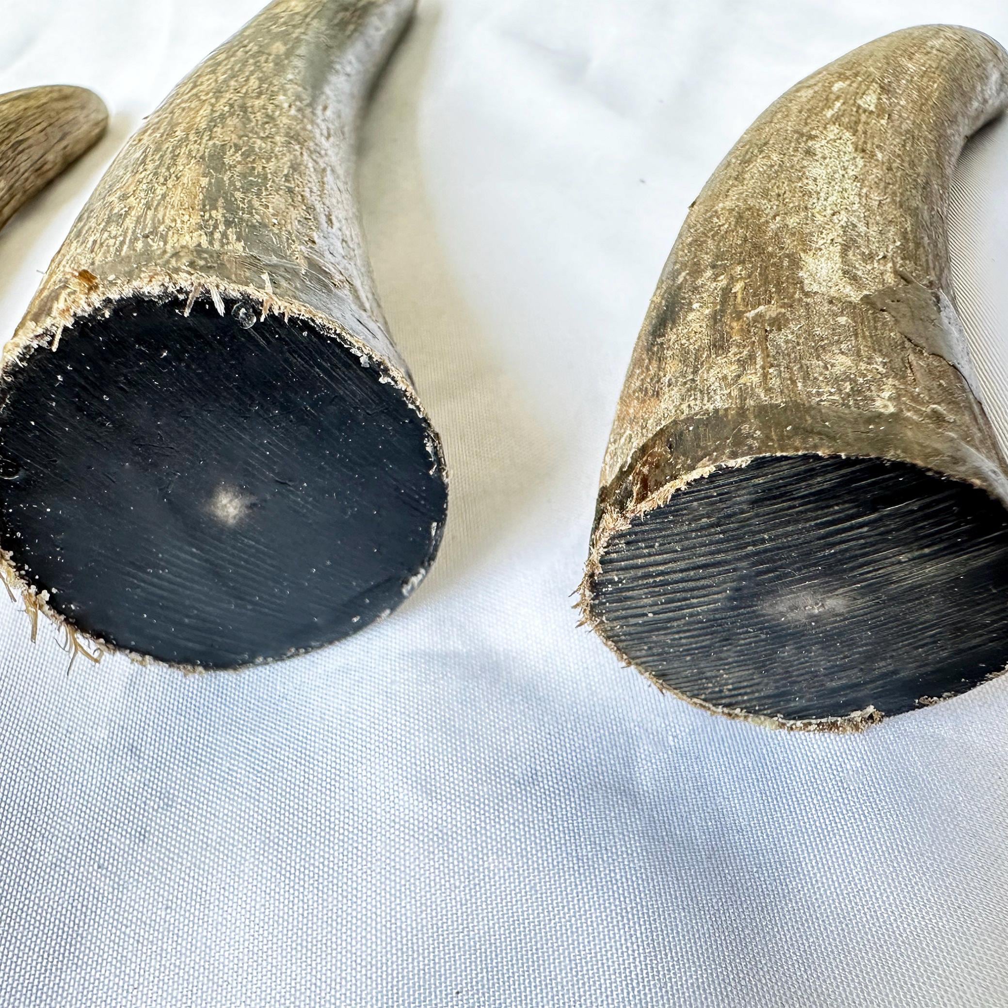 Solid Horn for Crafts: Bison Horn, Knife Handle, Native Decor - Etsy