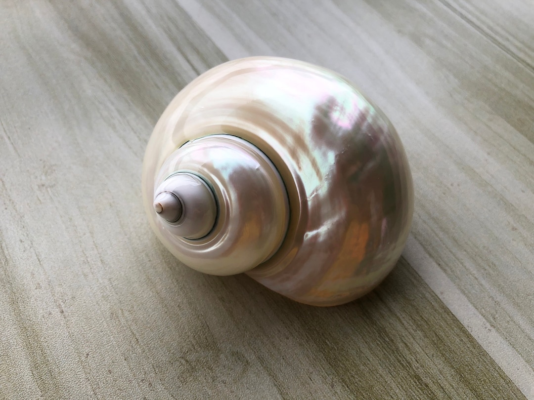Large White Turbo Sea Shell for Hermit Crabs (1 3/5"-2" Opening) - Etsy