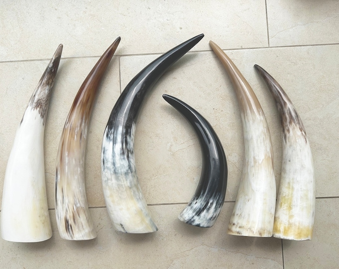 One Set, ( 1 ) TAXIDERMY Big Set of Old Buffalo/bison/ HORN CAPS = /no ...