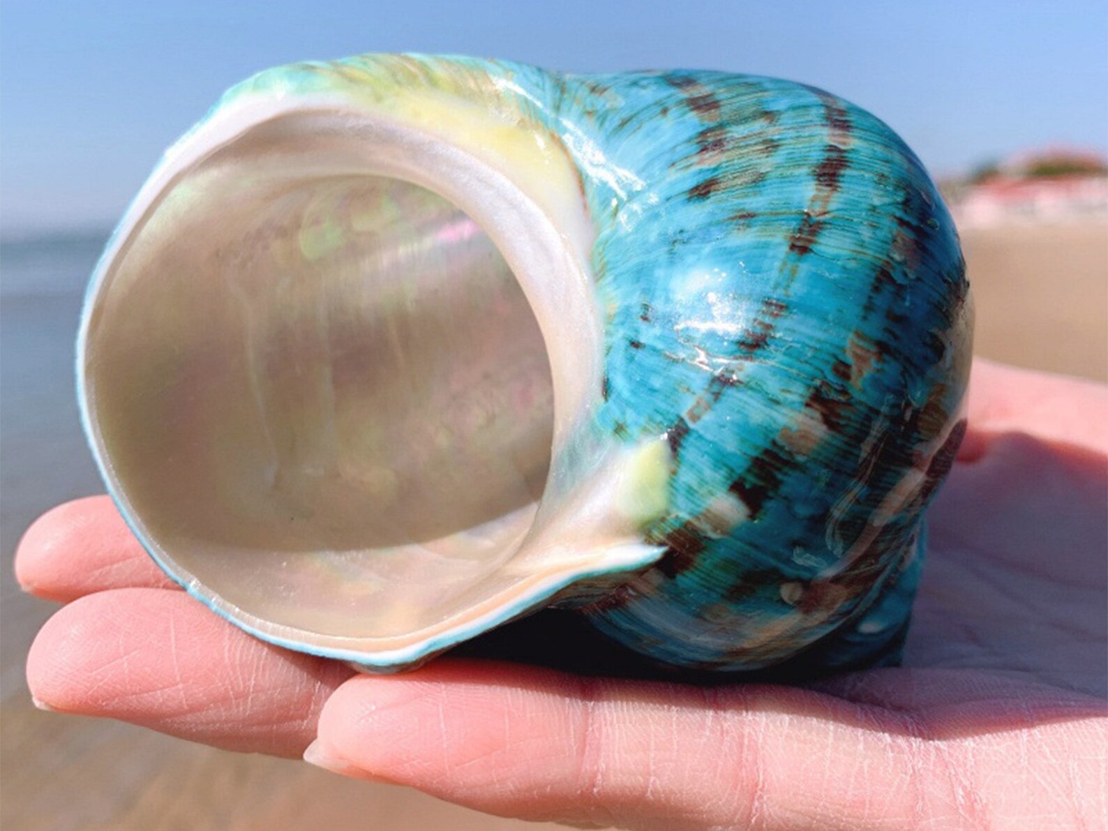 Big Size Hermit Crab Sea Shell, 1 7/8 2 1/4 Opening Hole.green Mother ...