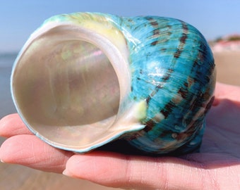Pearl Turbo Setosus Shell 1 3/4 2 1/4 Opening 1 - Etsy