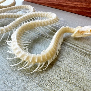 Real Snake Skeleton: Bleached Bone With Skull - Resin Craft Supply - Etsy