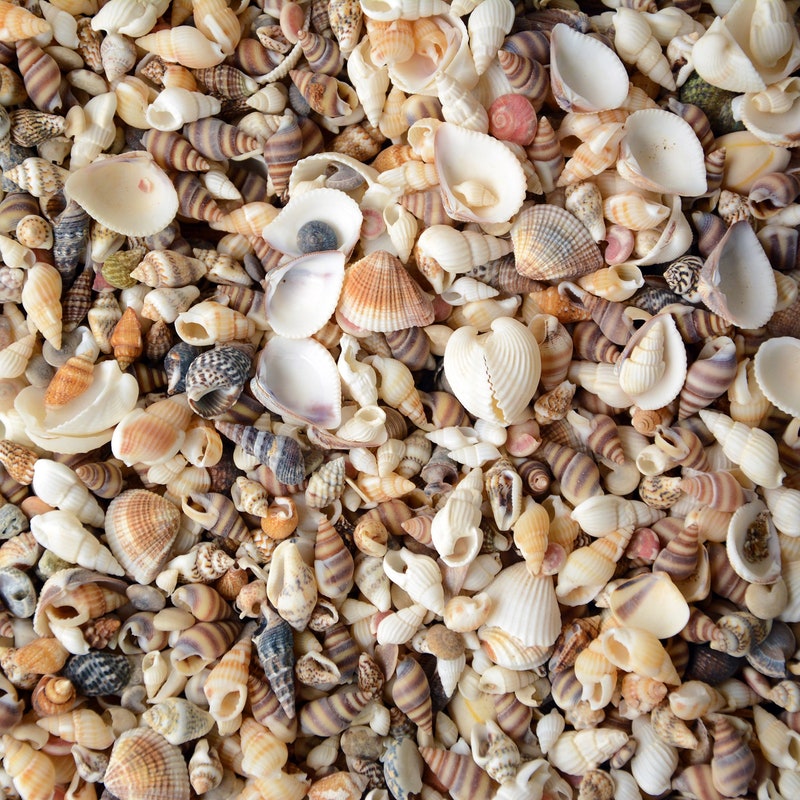 Bulk Seashells - Etsy