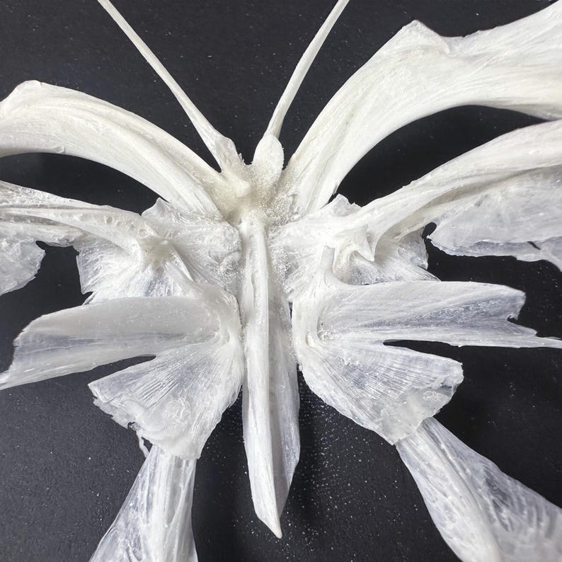 Bone Butterfly, Made From Real Deep-sea Fish Bones, Including Box ...