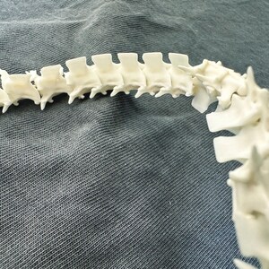 Real Snake Vertebrae Bones: Craft & Jewelry Supplies - Etsy