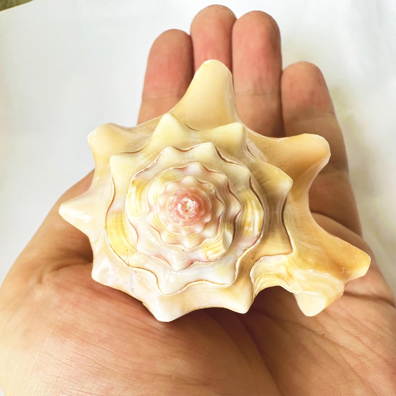 Shell - Etsy