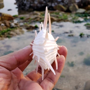 Precious Spiny White Chrysanthemum Clam.natural Shells for Craft ...