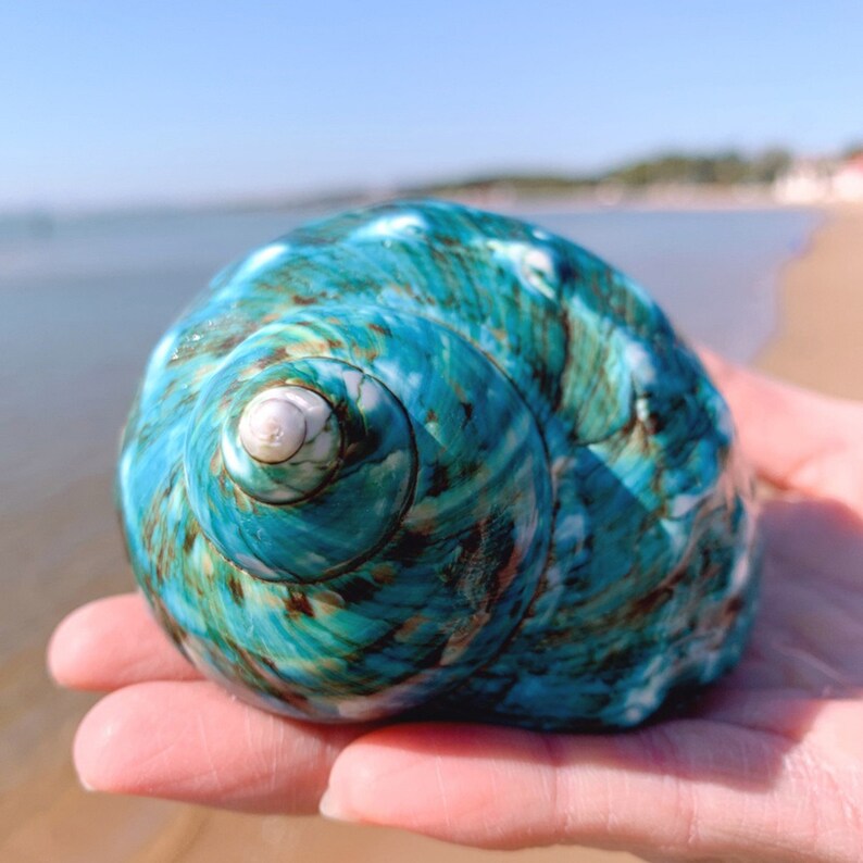 Big Size Hermit Crab Sea Shell 1 7/8 2 1/4 - Etsy