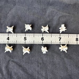 Real Snake Vertebrae Bones: Craft & Jewelry Supplies - Etsy