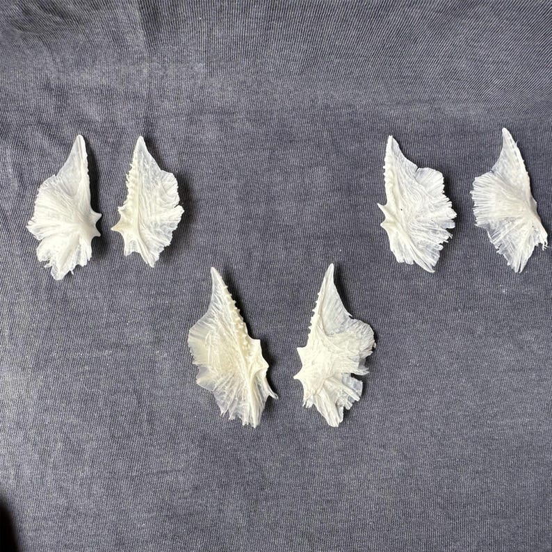 2 to 8 Deep Sea Fish Bones of Specific Shapes, Bone Handicrafts, Bone ...
