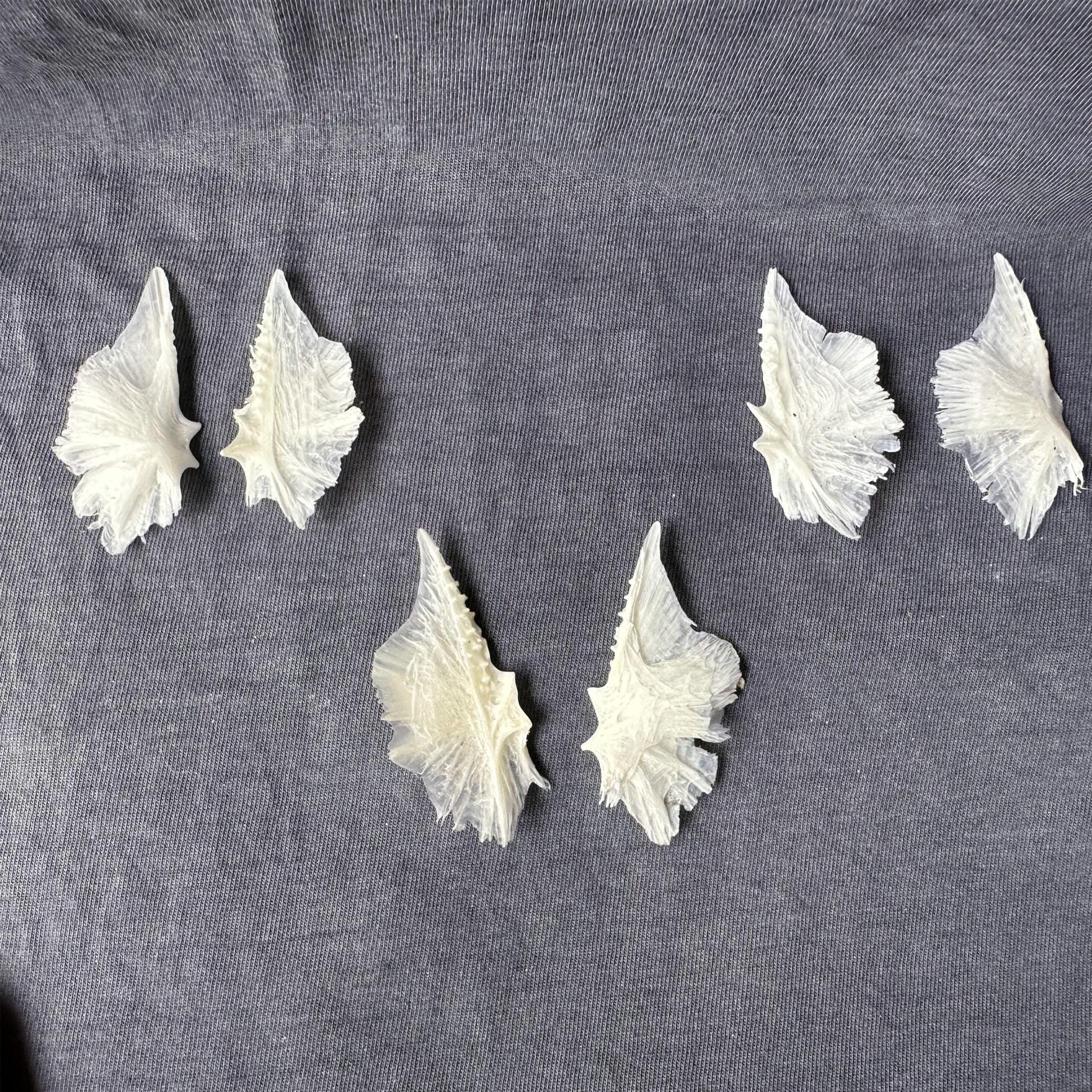 2 to 8 Deep Sea Fish Bones of Specific Shapes, Bone Handicrafts, Bone ...