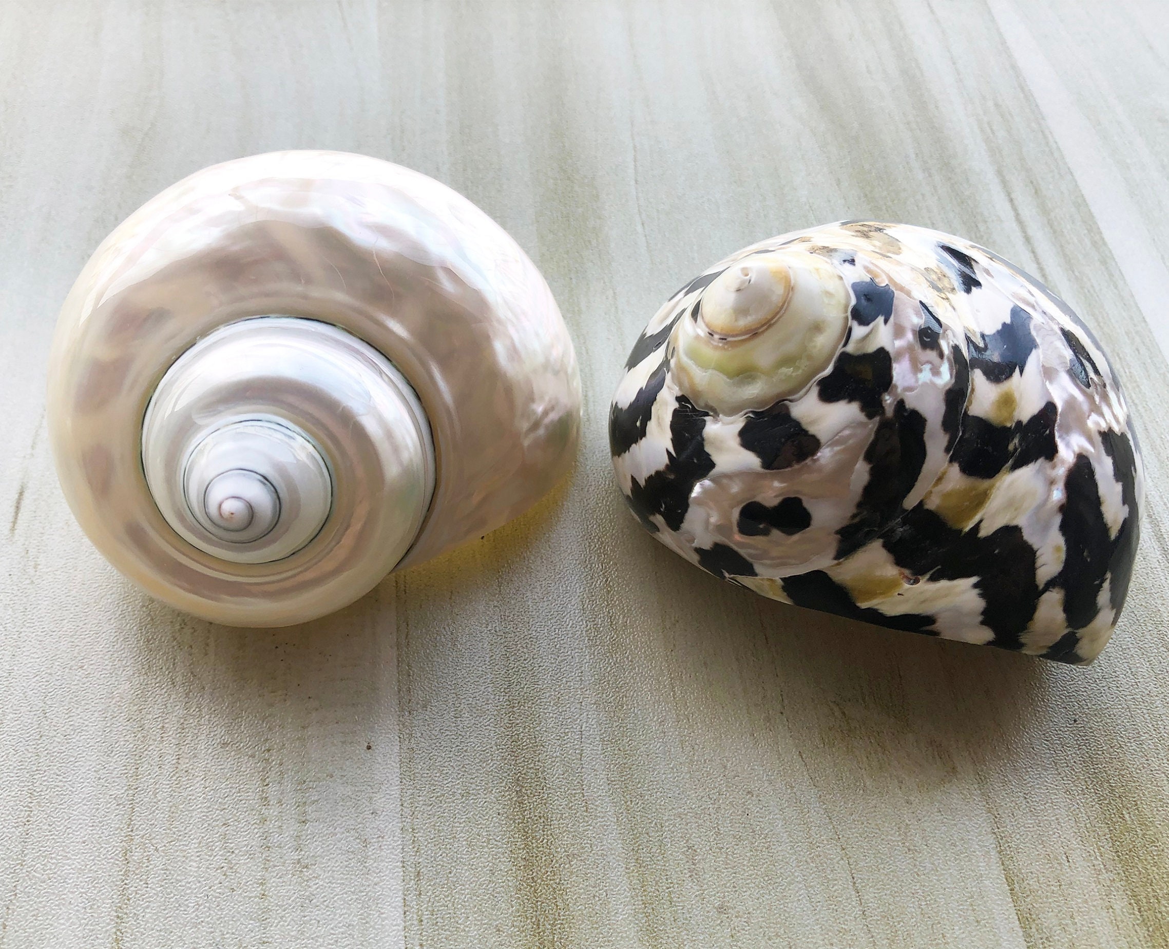 2 Pcs Big Size Hermit Crab Sea Shell 1 2 Opening - Etsy