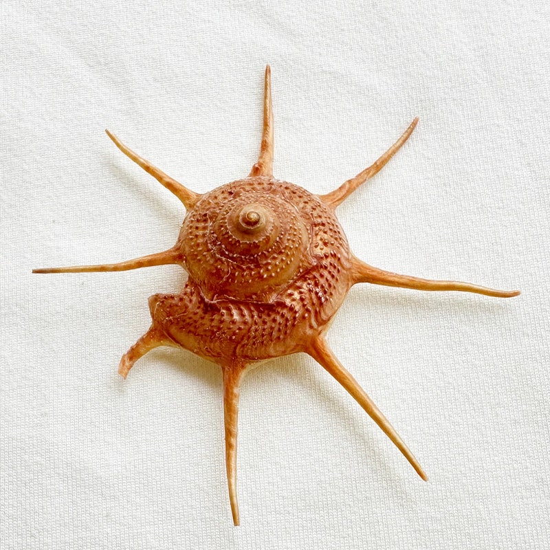 Rare Sea Shells - Etsy