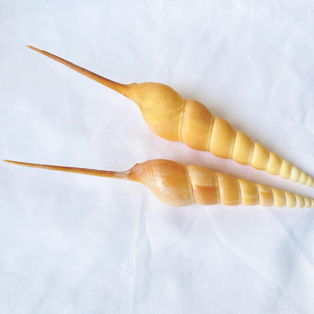 Big Size Long Nosed Shell.natural Shells,precious Seashell.specimen ...