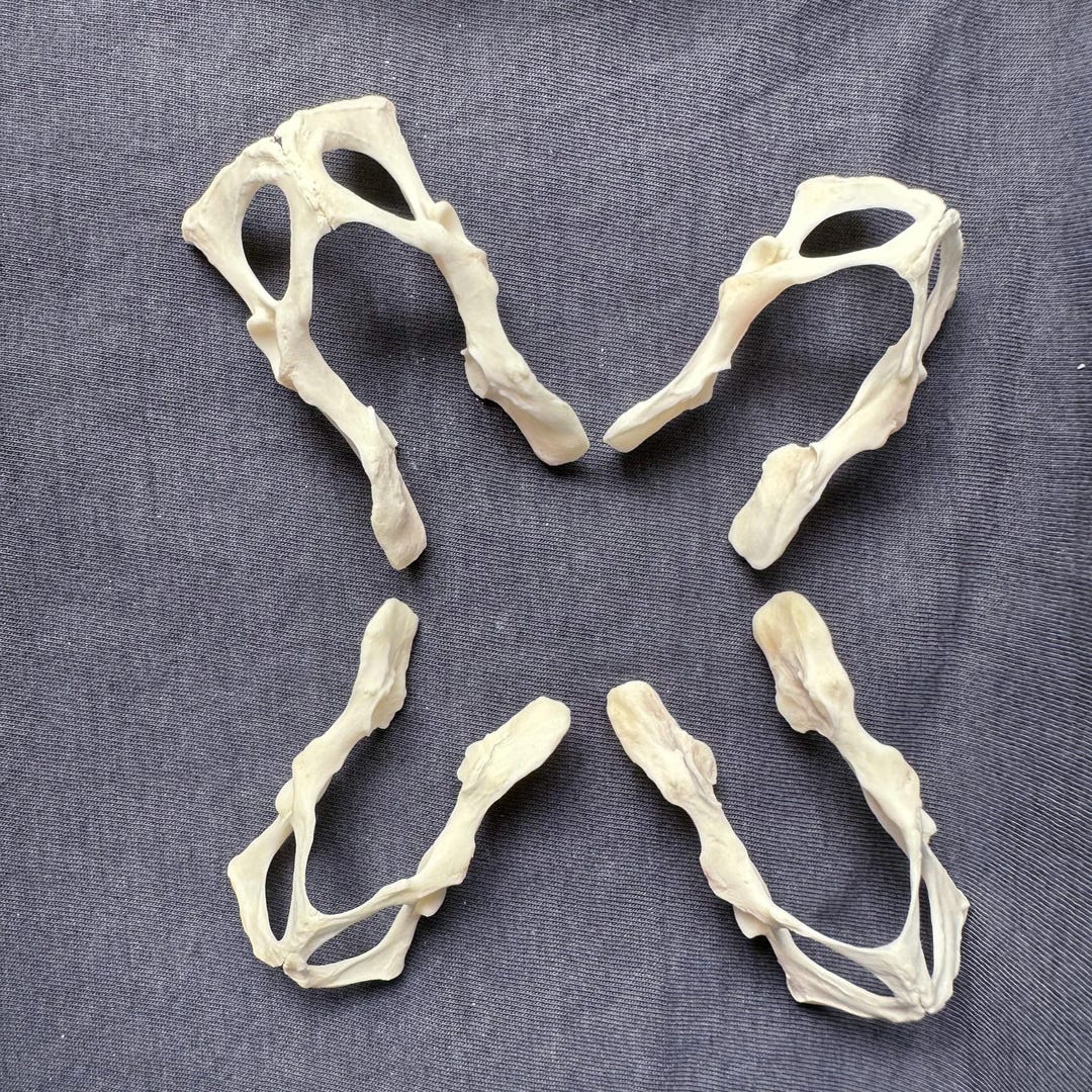 1-4 Pcs Real Fox Pelvis. Animal Bones. Bone for Crafts. Knive Making ...