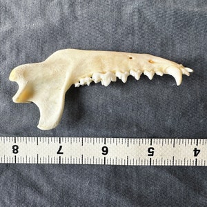 Fox Jawbone Taxidermy Knife Handle.animal Bones,knive Handle.knive ...