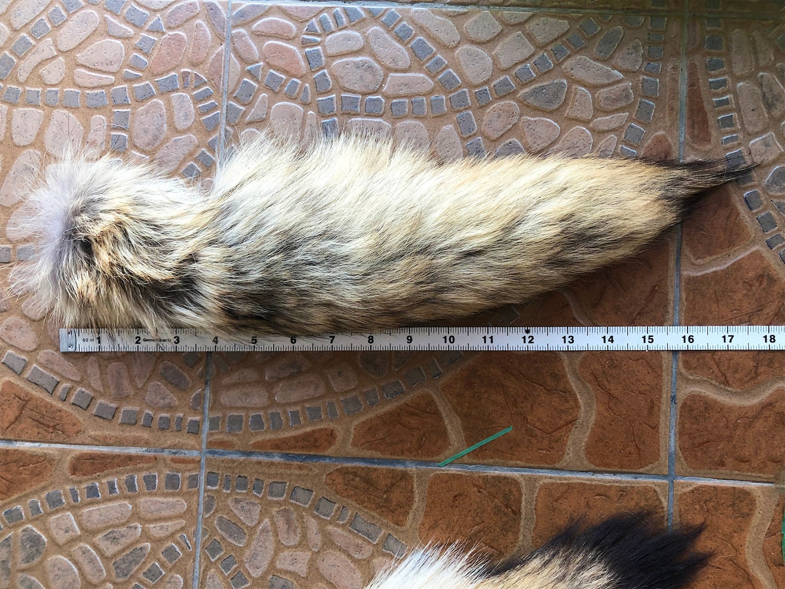 Large Plump Coyote Tails Select 14-18 Soft Fur Silky - Etsy Canada