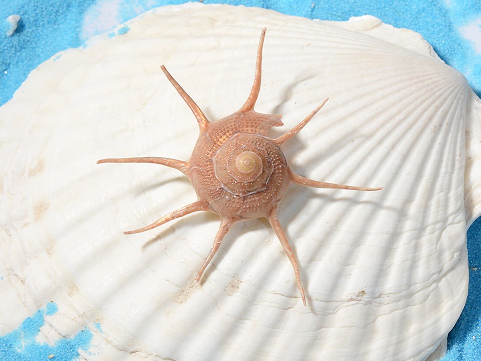 Big Size Rare Guildfordia Yoka Shell.rare Seashellsgems of - Etsy