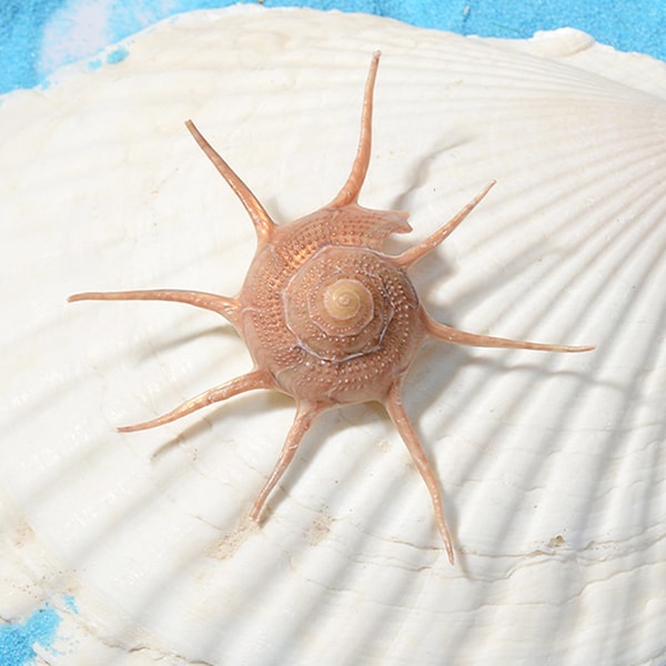 Rare Sea Shells - Etsy