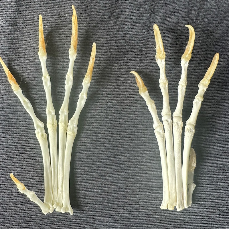 Cat Bones Frame - Etsy UK