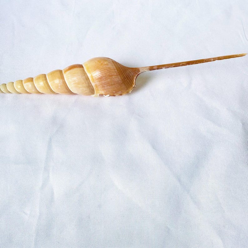 Big Size Long Nosed Shell.natural Shells,precious Seashell.specimen ...