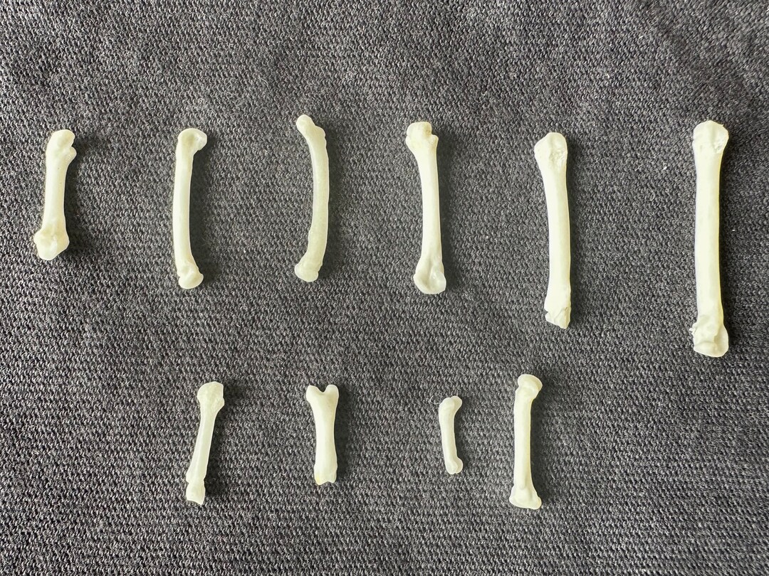 3-20 Real Mink Tail Bone. Real Bones Wholesale. Gothic Voodoo ...