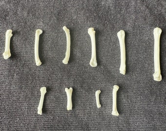 25 Real Mink Vertebrae Bone. Gothic Voodoo Witchcraft Craft Art. Real ...