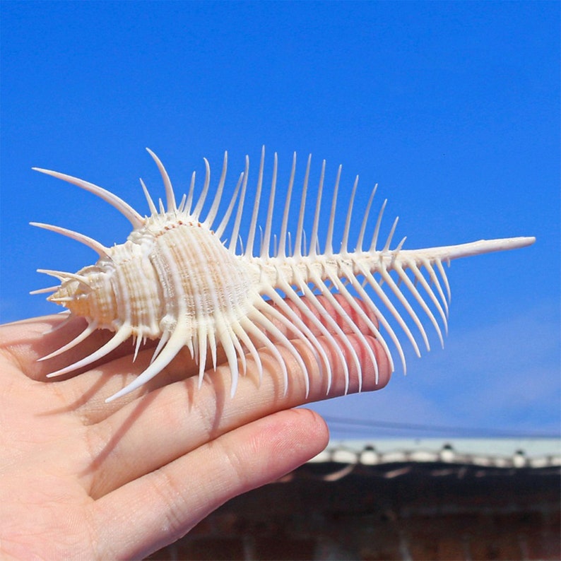 Big Size Murex Pecten Venus Comb Seashell.natural - Etsy