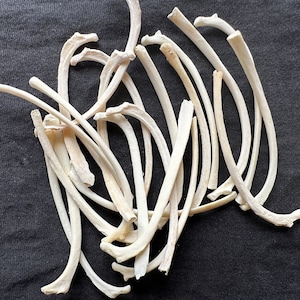 Natural 10 or 20 Fox Ribs, Real Animal Bones,altar Display.spell Work ...