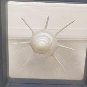 Big Size Rare Guildfordia Yoka Shell.rare Seashells,gems of the Sea ...