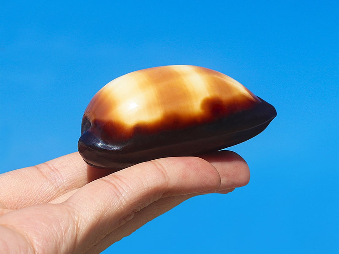 Rarely Tonneau Shells. Natural Shells,precious Seashell for Craft ...