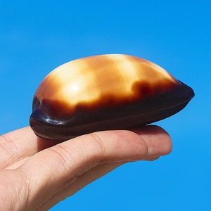 Rarely Tonneau Shells. Natural Shells,precious Seashell for Craft ...