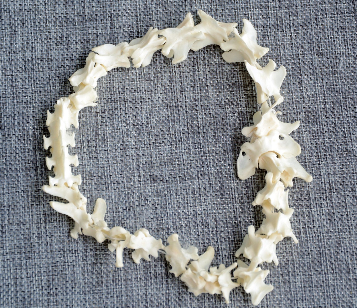 25 Pcs Fox Bone Vertebrae. A Complete String of Fox Spines. | Etsy