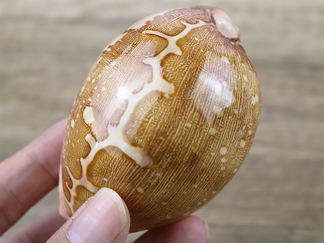 Rarely Map Shell.natural Shells,precious Seashell.specimen Shell. - Etsy