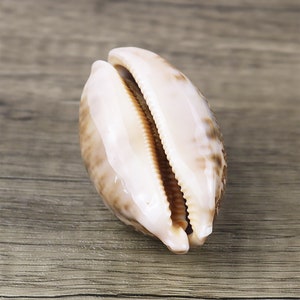 Rarely Map Shell.natural Shells,precious Seashell.specimen Shell. - Etsy