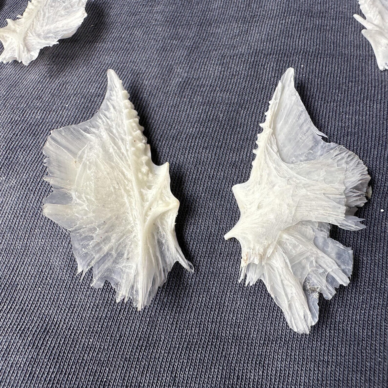 2 to 8 Deep Sea Fish Bones of Specific Shapes, Bone Handicrafts, Bone ...