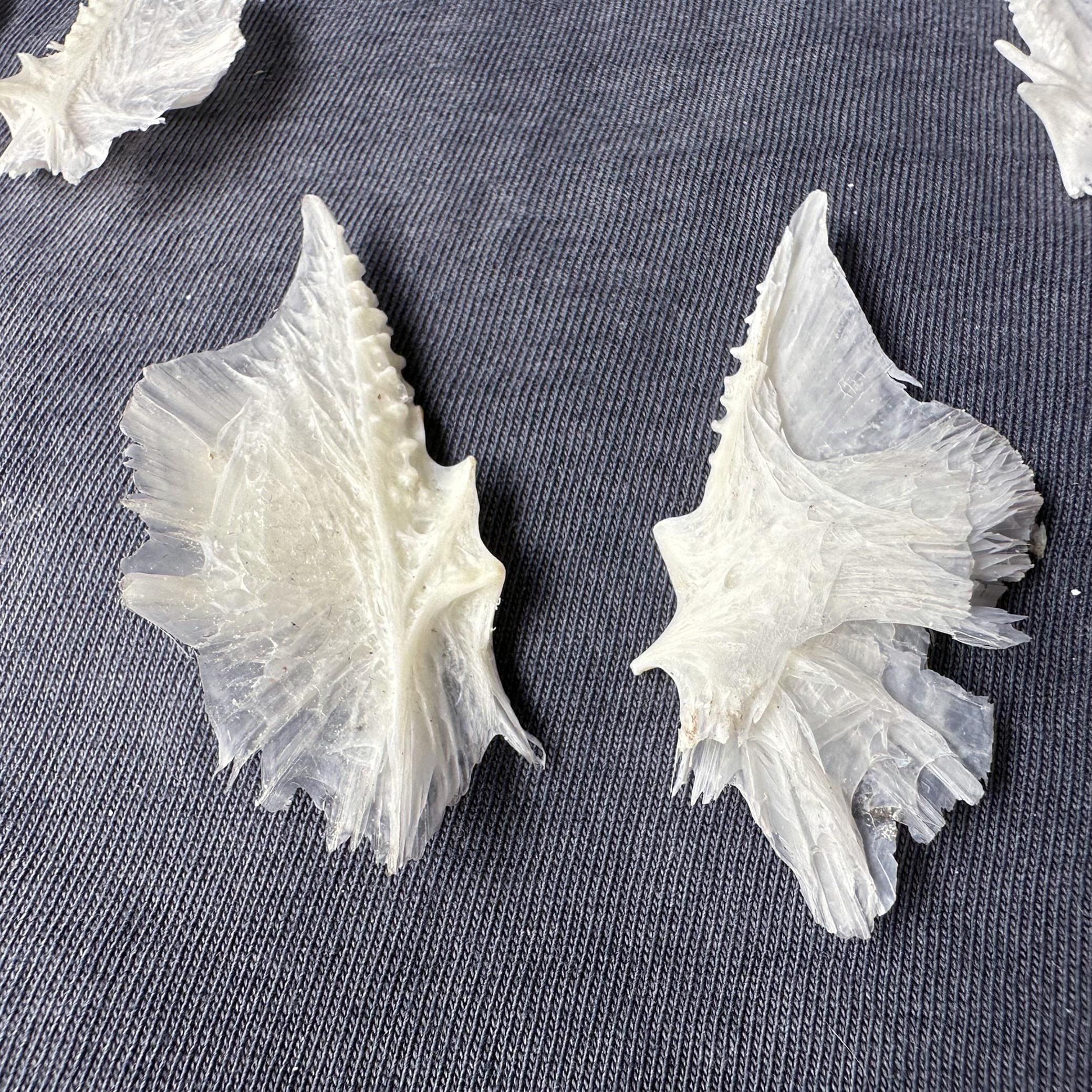 2 to 8 Deep Sea Fish Bones of Specific Shapes, Bone Handicrafts, Bone ...