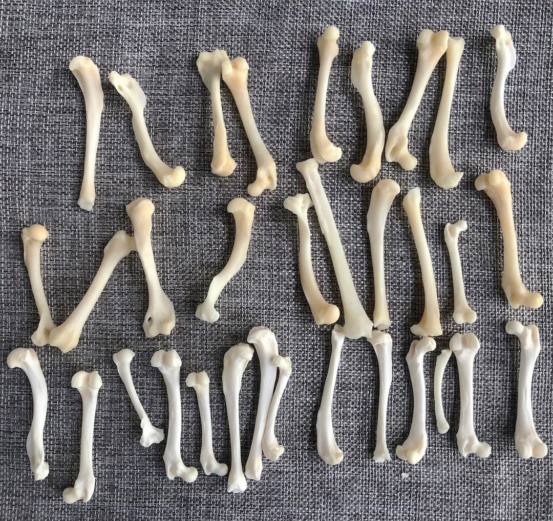 10 Pack Real Animal Bone.mainly Fox and Mink Bones.real Bones. - Etsy