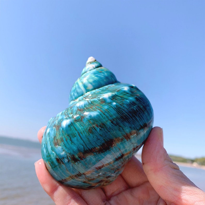 Big Size Hermit Crab Sea Shell 1 7/8 2 1/4 - Etsy