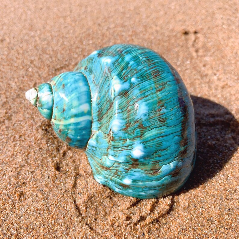 Big Size Hermit Crab Sea Shell 1 7/8 2 1/4 - Etsy