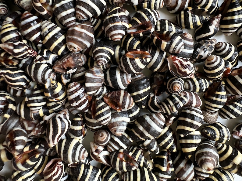 Small Beehive Shells: Black & White Tiny Seashells - 20-100 Pcs - Etsy ...