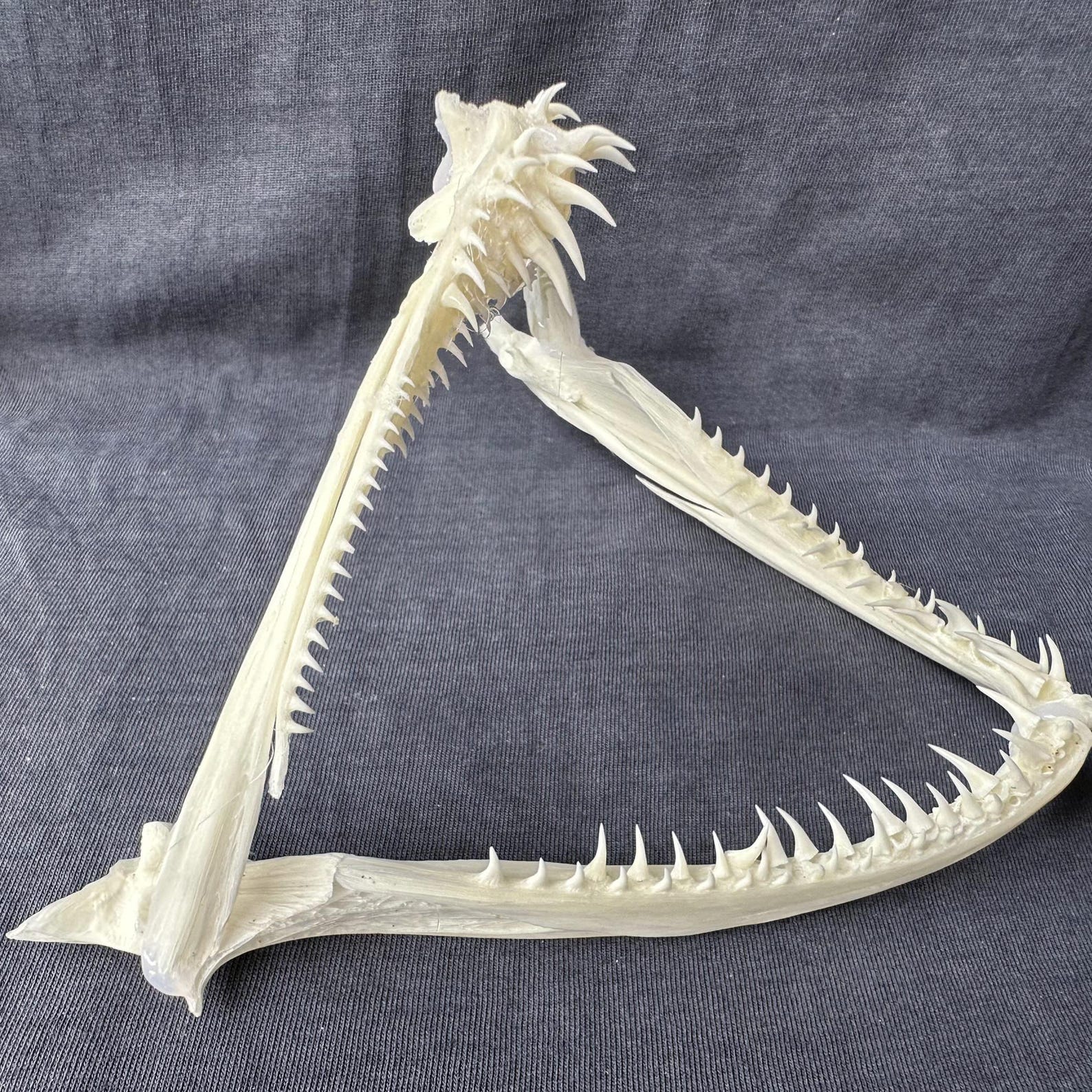 Deep Sea Fish Jaw Skeleton With Teeth, Creepy Bones, Specimen, Real ...