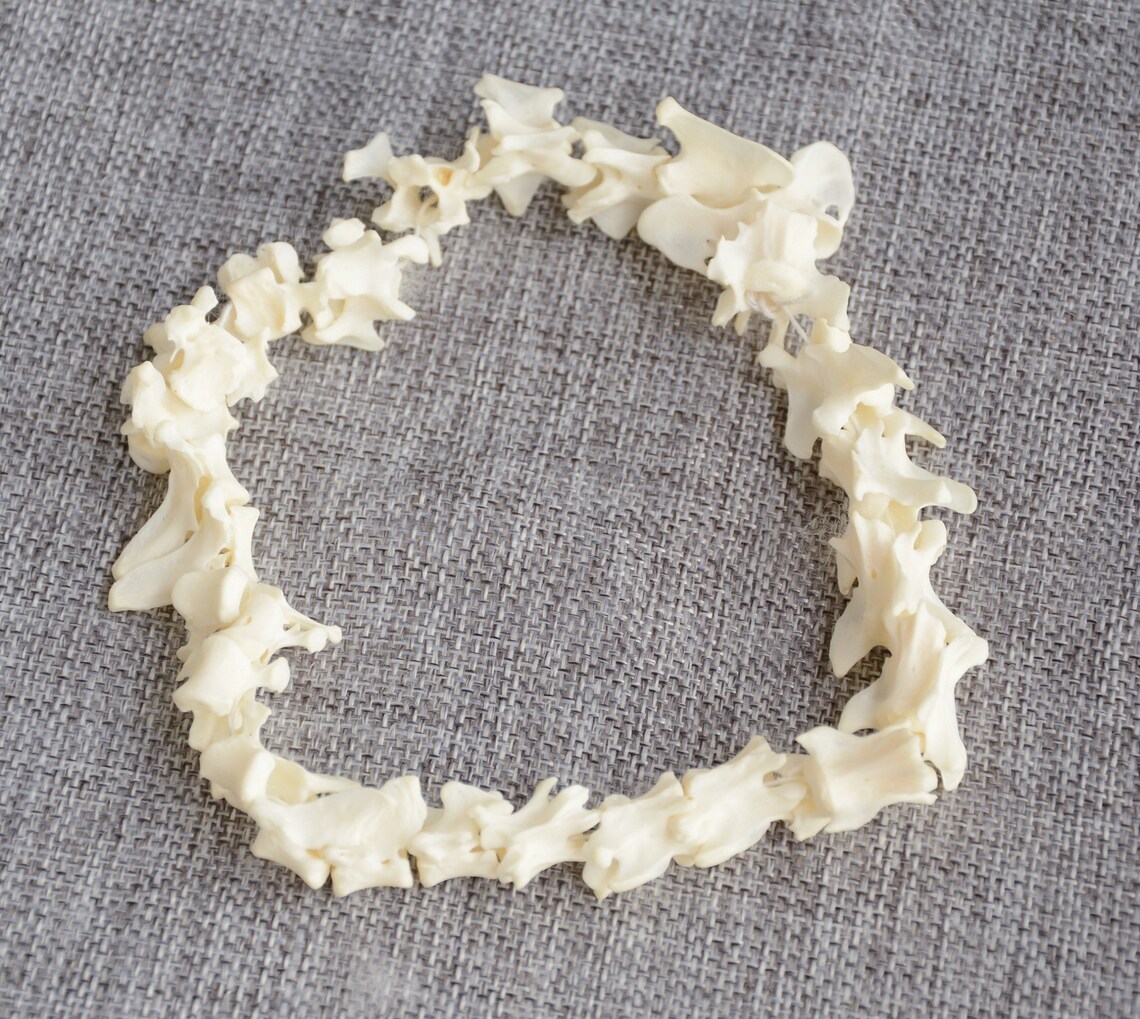 25 Pcs Fox Bone Vertebrae. A Complete String of Fox Spines. | Etsy